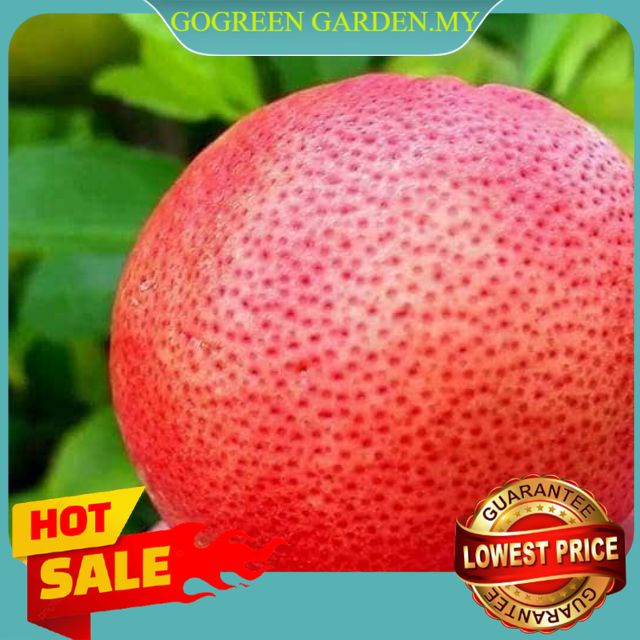 Best Price Anak Pokok Limau Nipis Merah Isi Rare Pink Lime Ready Stock ...