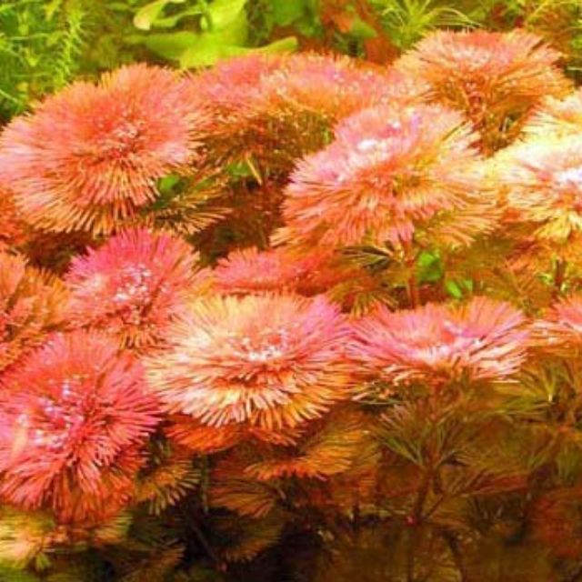 AQUATIC PLANT | Red Cabomba(frucata) live aquarium plants (ready grow ...