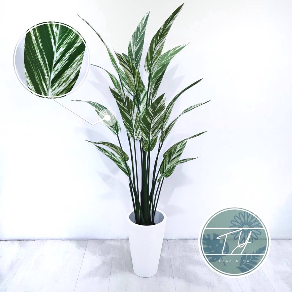 POKOK SKYBIRD PREMIUM | POKOK VIRAL | 1.10m 1.40m 1.6m🌿 | Shopee Malaysia