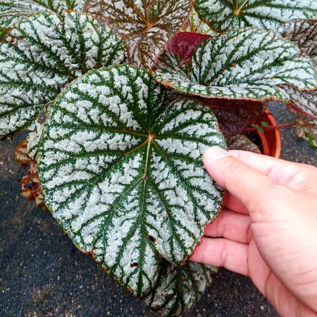 Indoor Plant - Begonia Argenteo Guttata | Shopee Malaysia