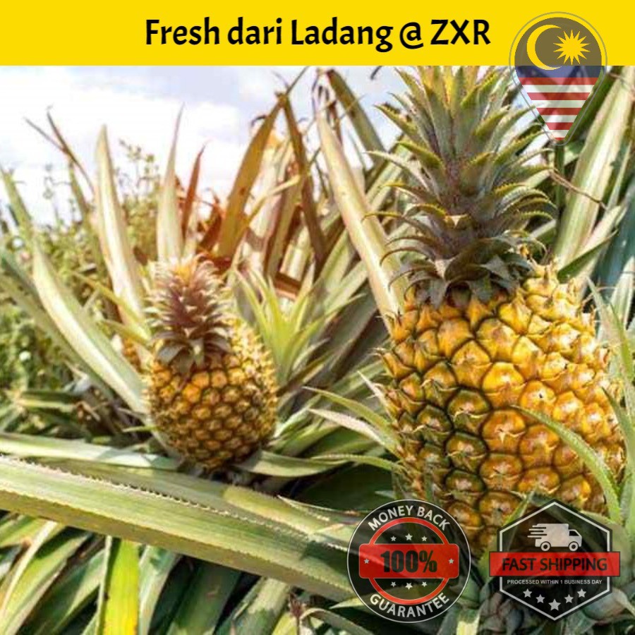 🔥🇲🇾🔥 Nenas Cobek & Nenas MD2 Fresh Dari Ladang 🍍Buah Nenas Viral Manis ...