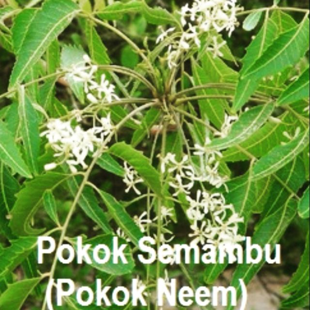Pokok Semambu*Neem*Pokok Ubat | Shopee Malaysia