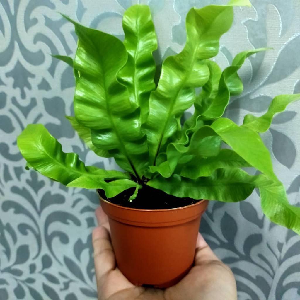 LIVE PLANT BABY ASPLENIUM NIDUS WITH CERAMIC POT & PLASTIC POT (Bird's ...