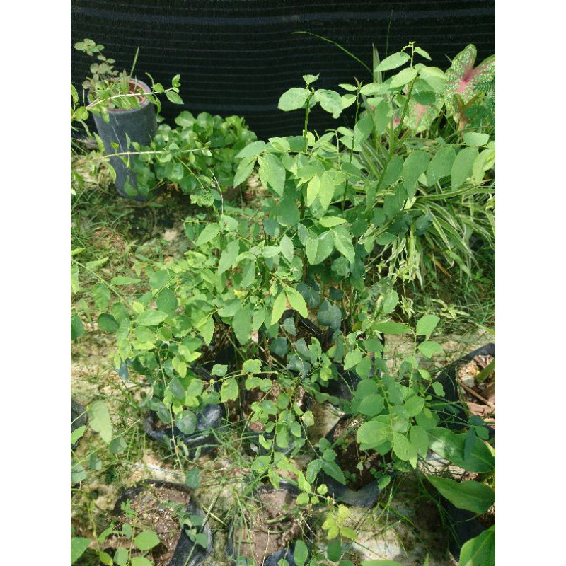 ANAK POKOK CANGKUK MANIS/SAYUR MANIS/ASIN-ASIN | Shopee Malaysia