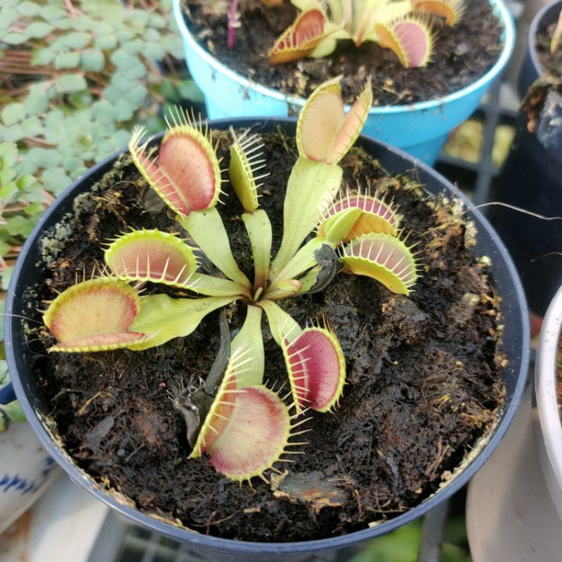 Real Plant Live Carnivorous Plant Venus Flytrap Dionaea Muscipula x 1 ...