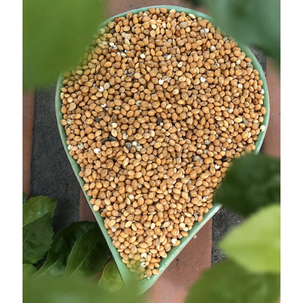 Gold Millets For Parrots Love Birds, Bird'S Nests, parolet ...