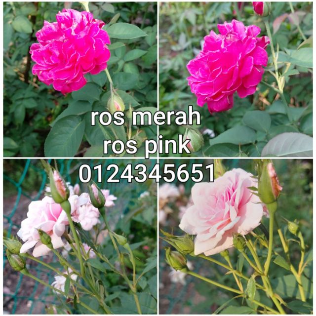 ANAK POKOK/KERATAN BUNGA ROS MERAH/PINK | Shopee Malaysia