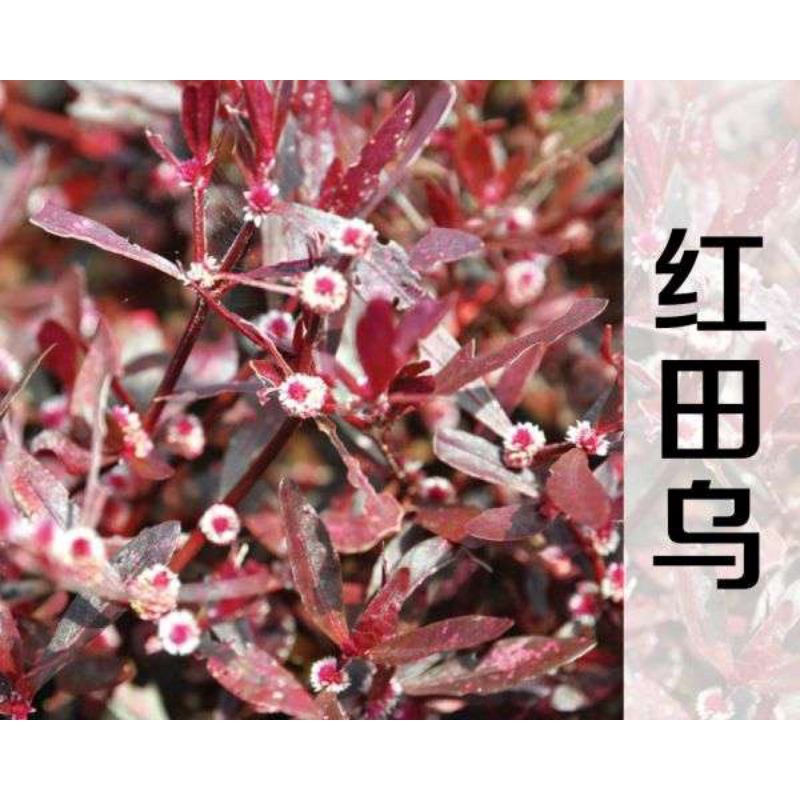 红田乌100g red carpet weed 100g | Shopee Malaysia