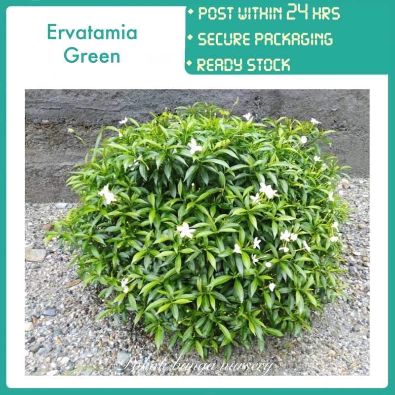 PBN - Ervatamia green - dwarf bunga susun jasmine Thai pinwheel flower ...