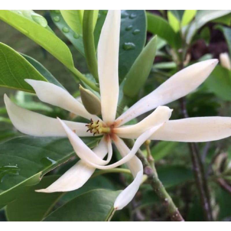 Pokok Bunga Cempaka ( hybrid ) wangi warna kuning/putih | Shopee Malaysia