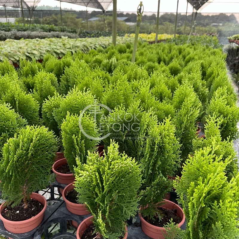 TKL - Outdoor Thuja Pine Platycladus Orientalis Thuja Flat Pine/ Thuja ...