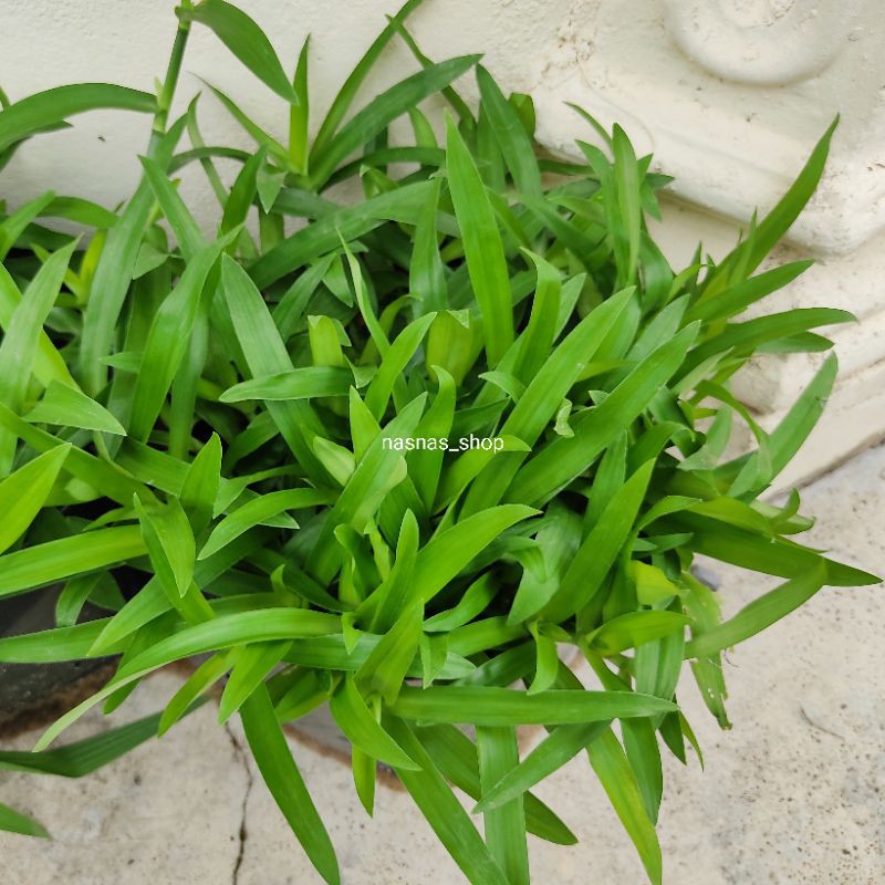 Rumput Siti Khadijah Beijing Grass Spiderwort - dalam polybag | Shopee ...