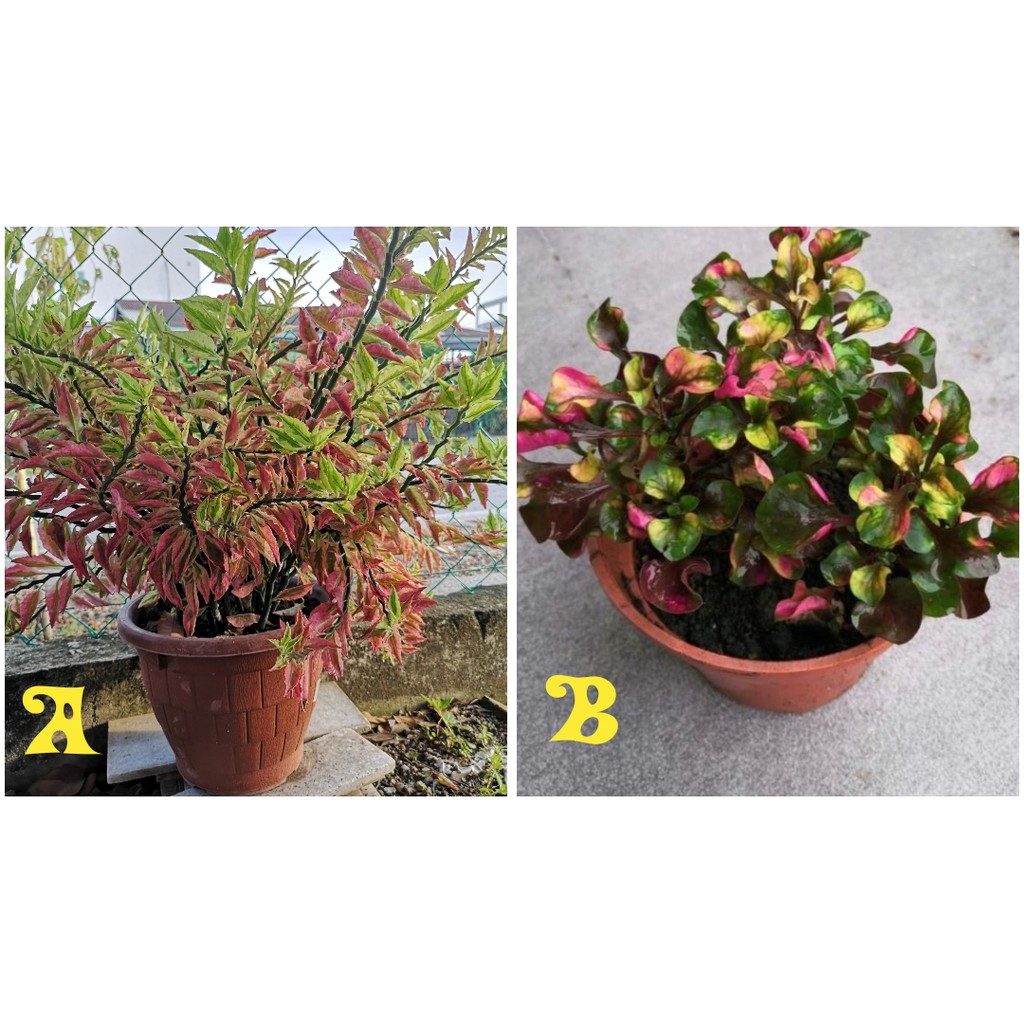 【Hot Sell】Organic Real Live Plant Anak Pokok Real Plants With Roots ...