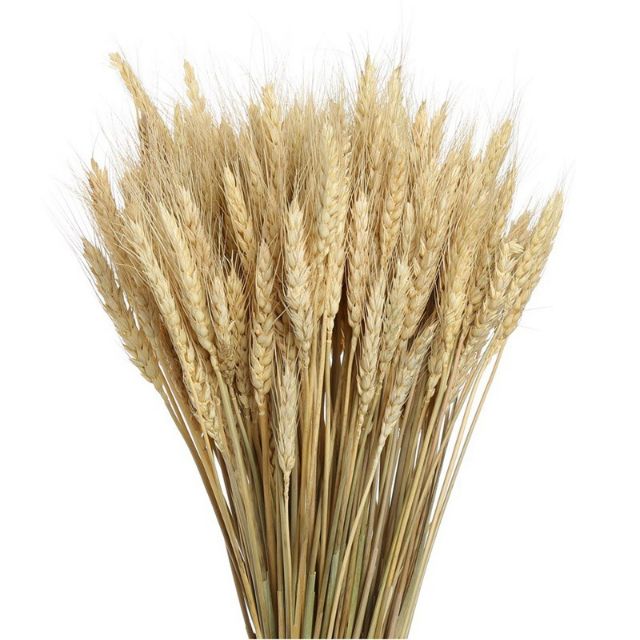 100pc Natural Wheat Dried Flowers Indoor Home Decoration, Dry Natural ...