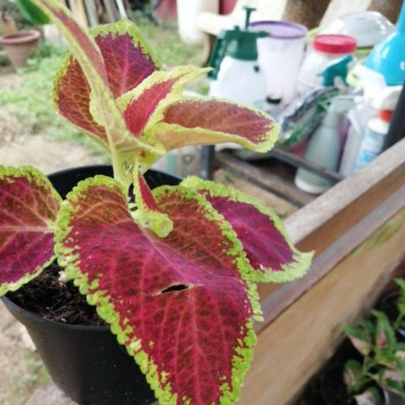 anak pokok bunga ati ati | Shopee Malaysia