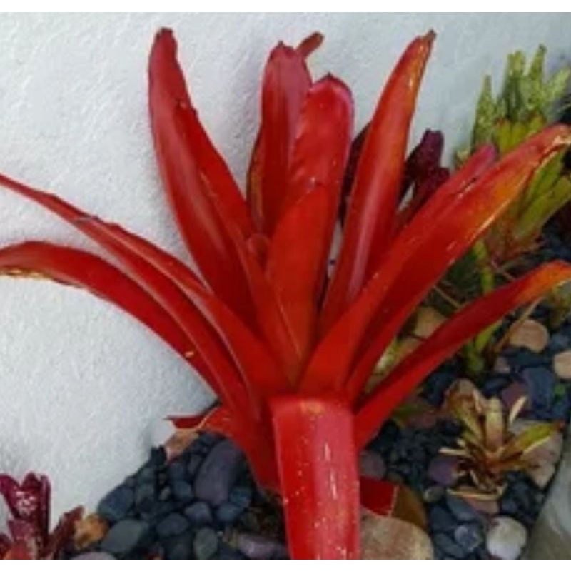bromeliad aechmea Blanchetiana Rubra | Shopee Malaysia