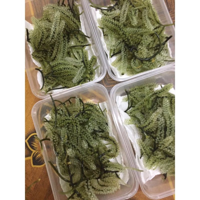 Latok Premium Thai Fresh ( 100gm ) | Shopee Malaysia