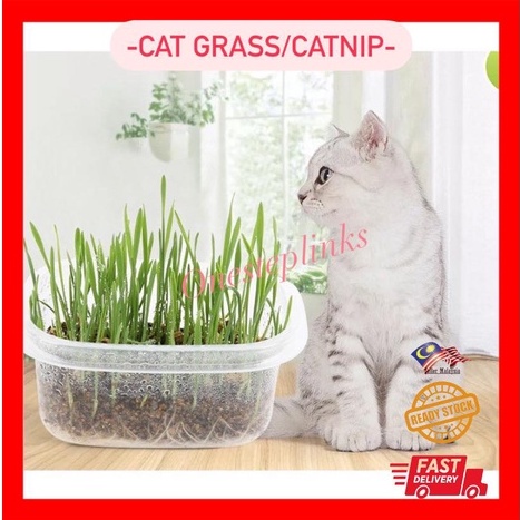 Cat Grass / Rumput Kucing / Catnip /Cat Nip/ Ganja Kucing Pet Grass ...