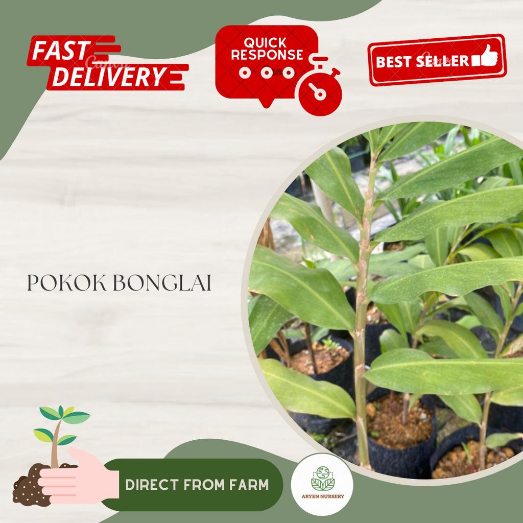 Aryen Nursery || Pokok Bonglai / Oroxylum Indicum | Shopee Malaysia