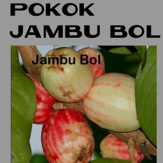POKOK JAMBU BOL (MADU) | Shopee Malaysia