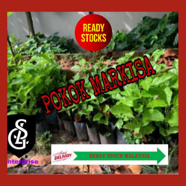 🔥[ FREE GIFT ] 🌱 Pokok Markisa Passion / Fruit Plan 🔥 | Shopee Malaysia