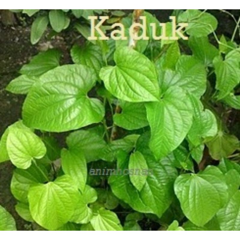 Pokok Kaduk Ulaman.. | Shopee Malaysia