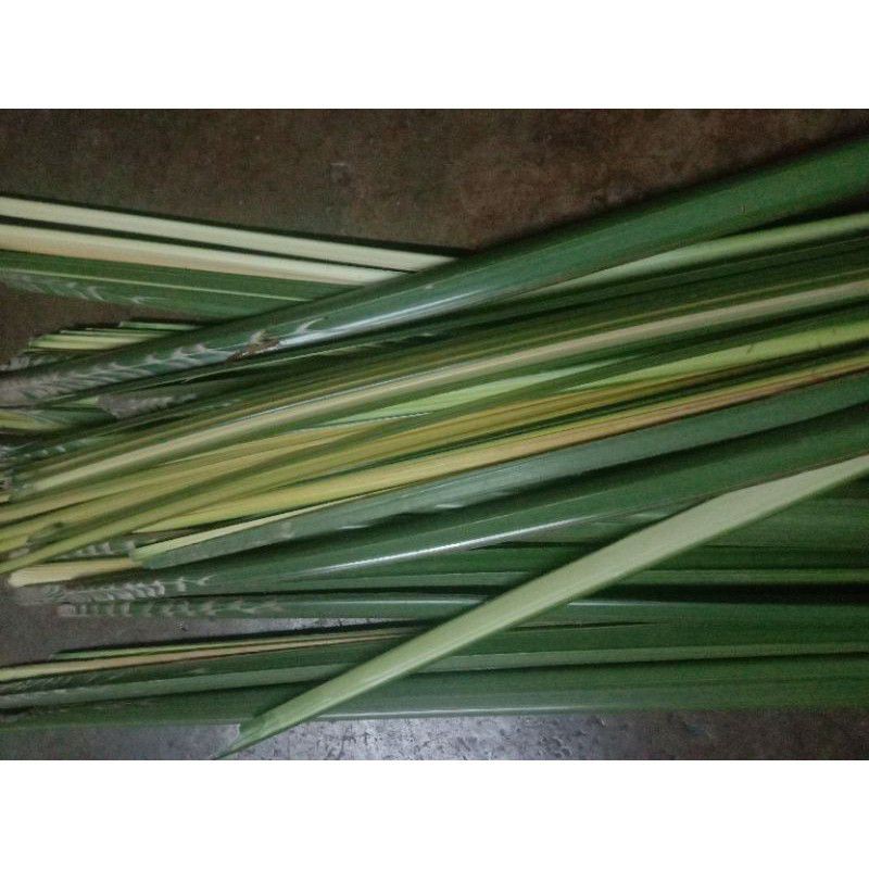 6 pucuk Daun Palas Segar/Daun Ketupat Palas/Fresh Palas Leaf / Ketupat ...