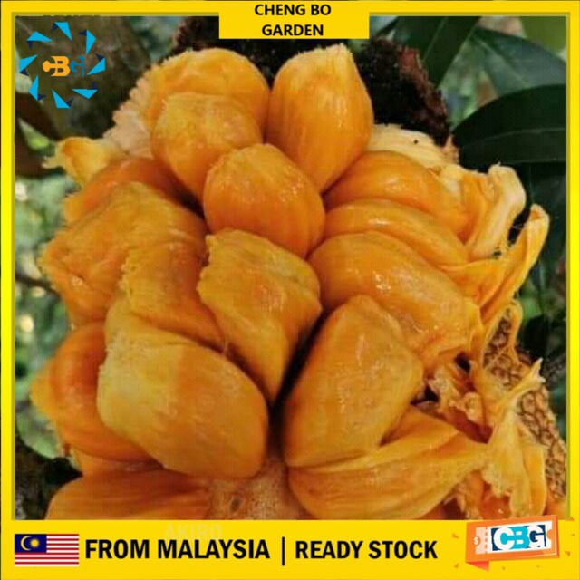 Anak Pokok Cempedak CH28 Import Dari Thailand Isi Manis Dan Tebal ...