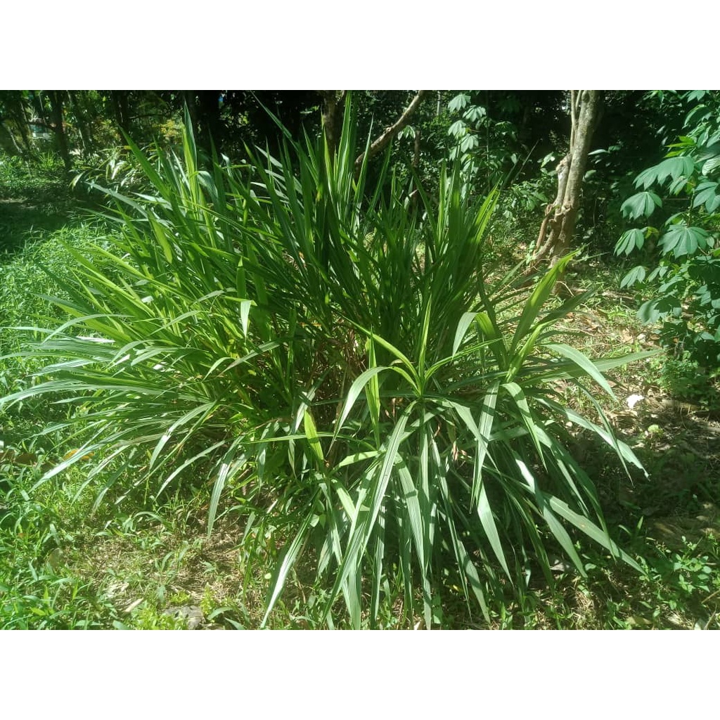 BENIH POKOK NAPIER 1BATANG 1RINGGIT | Shopee Malaysia