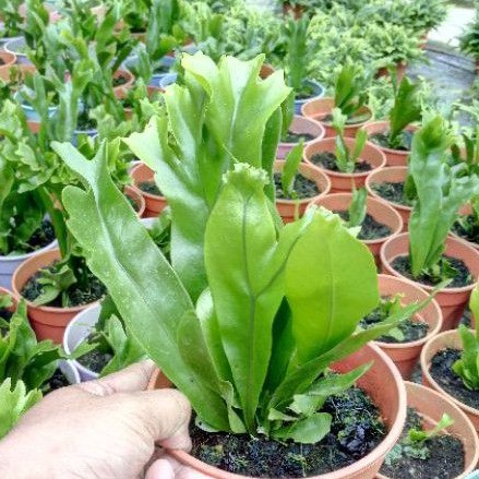 Anak Pokok Bunga Paku Pakis Asplenium Osaka Indoor Plants Flowers Pokok ...