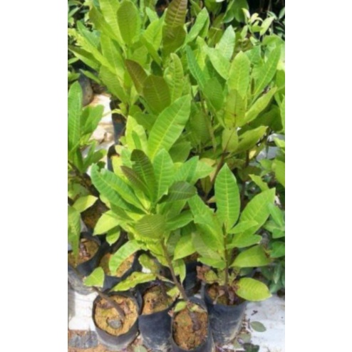 Anak Pokok Gajus/ Ulam gajus | Shopee Malaysia