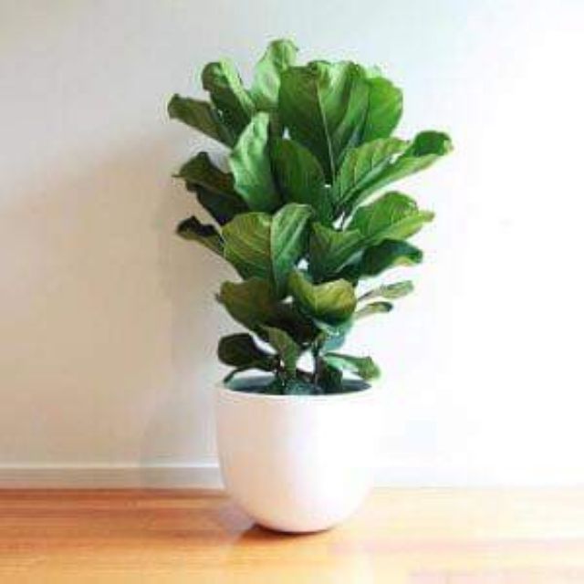 Pokok ficus lyrata Tinggi dah 2kaki | Shopee Malaysia