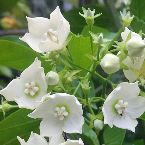 Kesidang Bunga Wangi Bread Flower real live outdoor plant 纽子花 anak ...