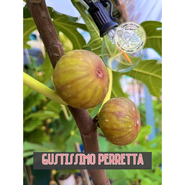Anak pokok tin [ GUSTISSIMO PERRETA ] | Shopee Malaysia
