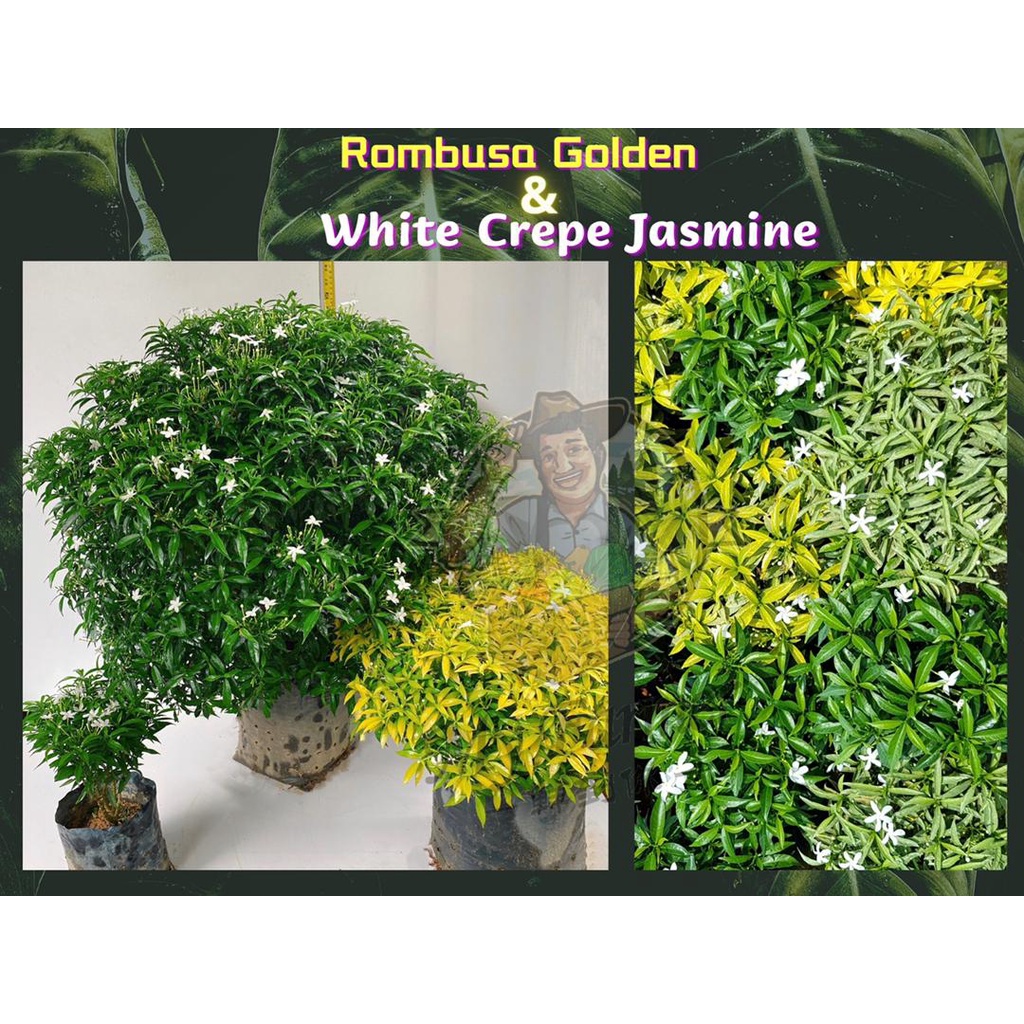 READY STOCK🌿Rombusa Golden 🌿White Crepe Jasmine🌿Out door Plant🌿 ...
