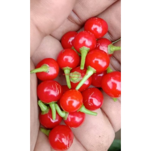 biji benih cili padi bulat. RM5 20 pcs | Shopee Malaysia