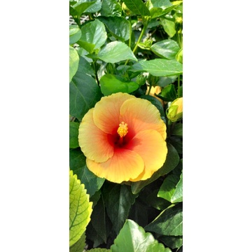 Bunga Raya Hibiscus Pelbagai Warna | Shopee Malaysia