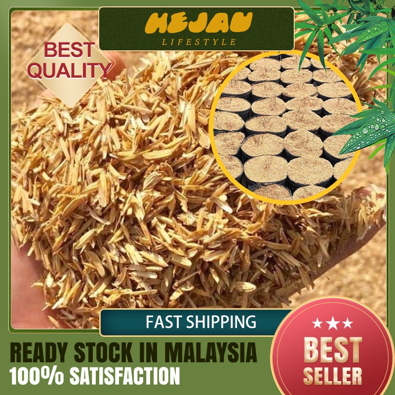 【24H SHIP OUT】(300G) Sekam Padi Mentah Rice Husk Paddy Husk | Shopee ...