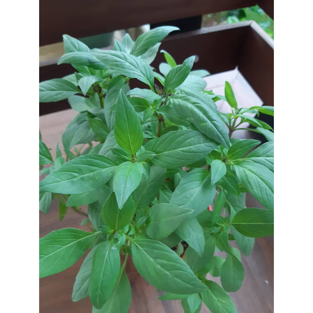 Varieti Selasih / Basil Varieties - Pokok Hidup / Live Plant | Shopee ...