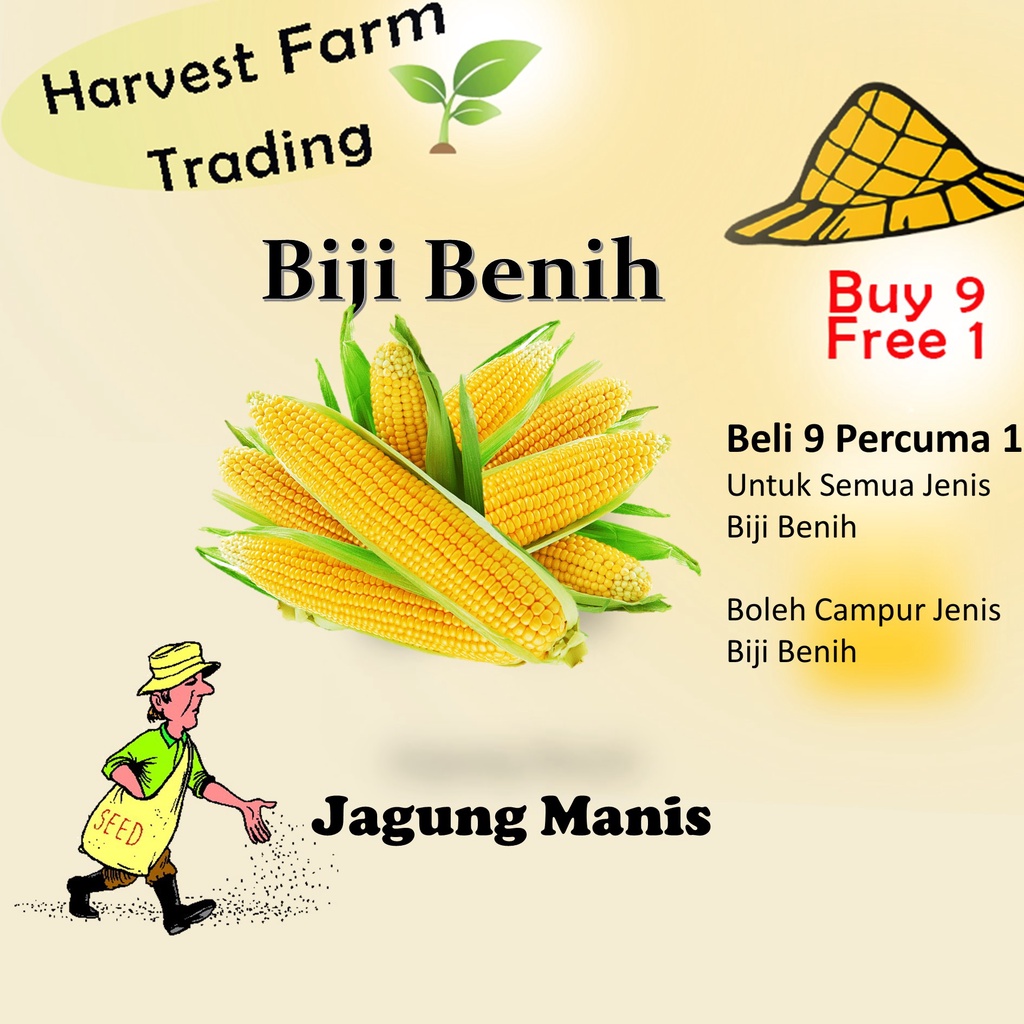 Biji Benih Jagung manis 14 Biji Vegetable Seed Corn 玉蜀黍种子 Family Seeds ...