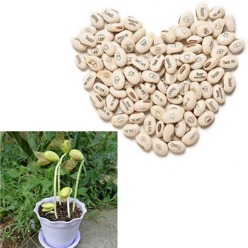 10pc Magic super bean seed Love Magic Bean Seed Message Bean Seed Word ...
