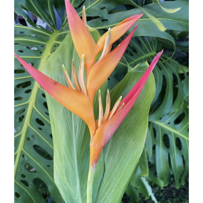 Pokok Sepit Udang Cantik ( Bird of Paradise ) Heliconia | Shopee Malaysia