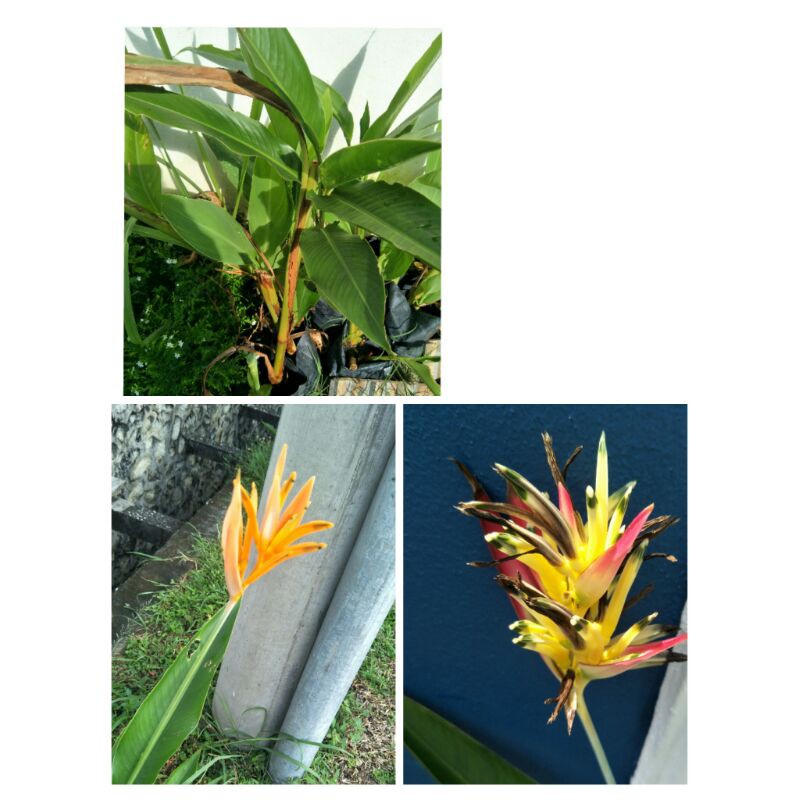 Pokok Heliconia...belum berbunga..kemungkinan akan mengeluarkan bunga ...