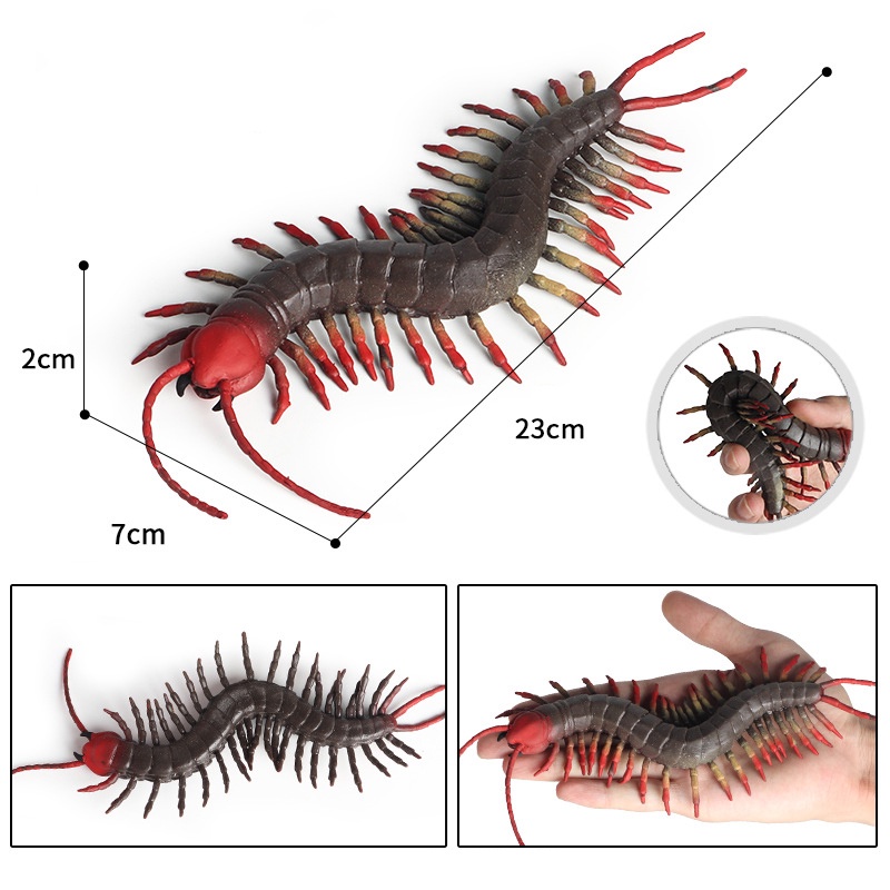 Insect Cold Blooded Snake Lizard Scorpion Fish Pufferfish Squid Crab ...