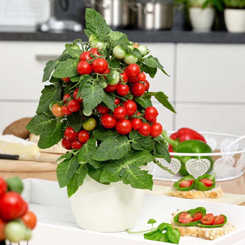 【HOT SALE】Cherry tomatoes new colorful waterfall tomato seeds spring ...