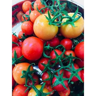 20pcs Biji Benih Tomato Cameron Bulat Cameron Round Tomato Seeds ...