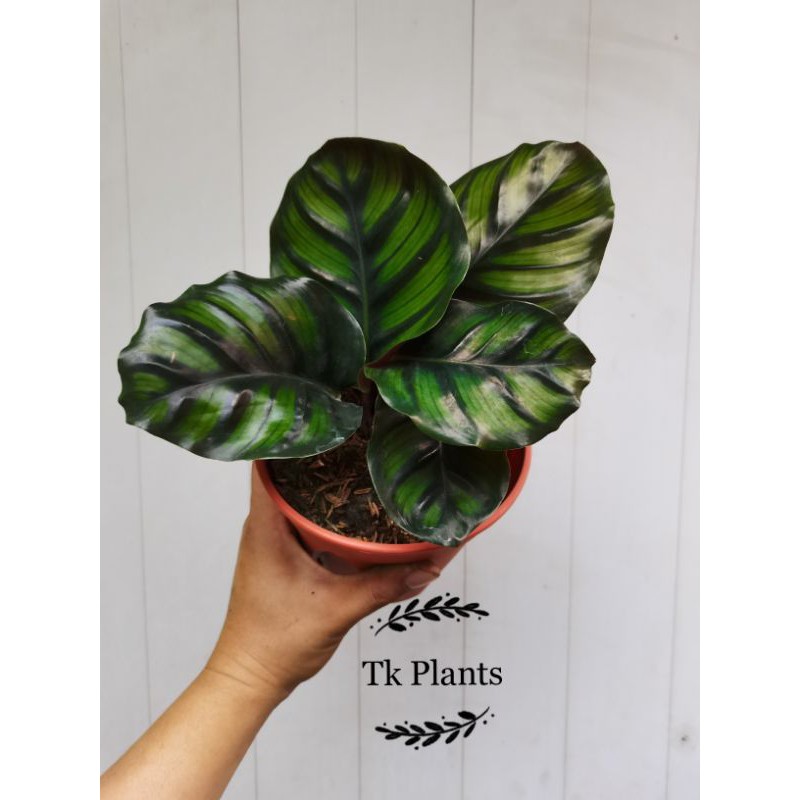 TKP , real live plant , pokok hidup , Calathea Fasciata Borrusica ...