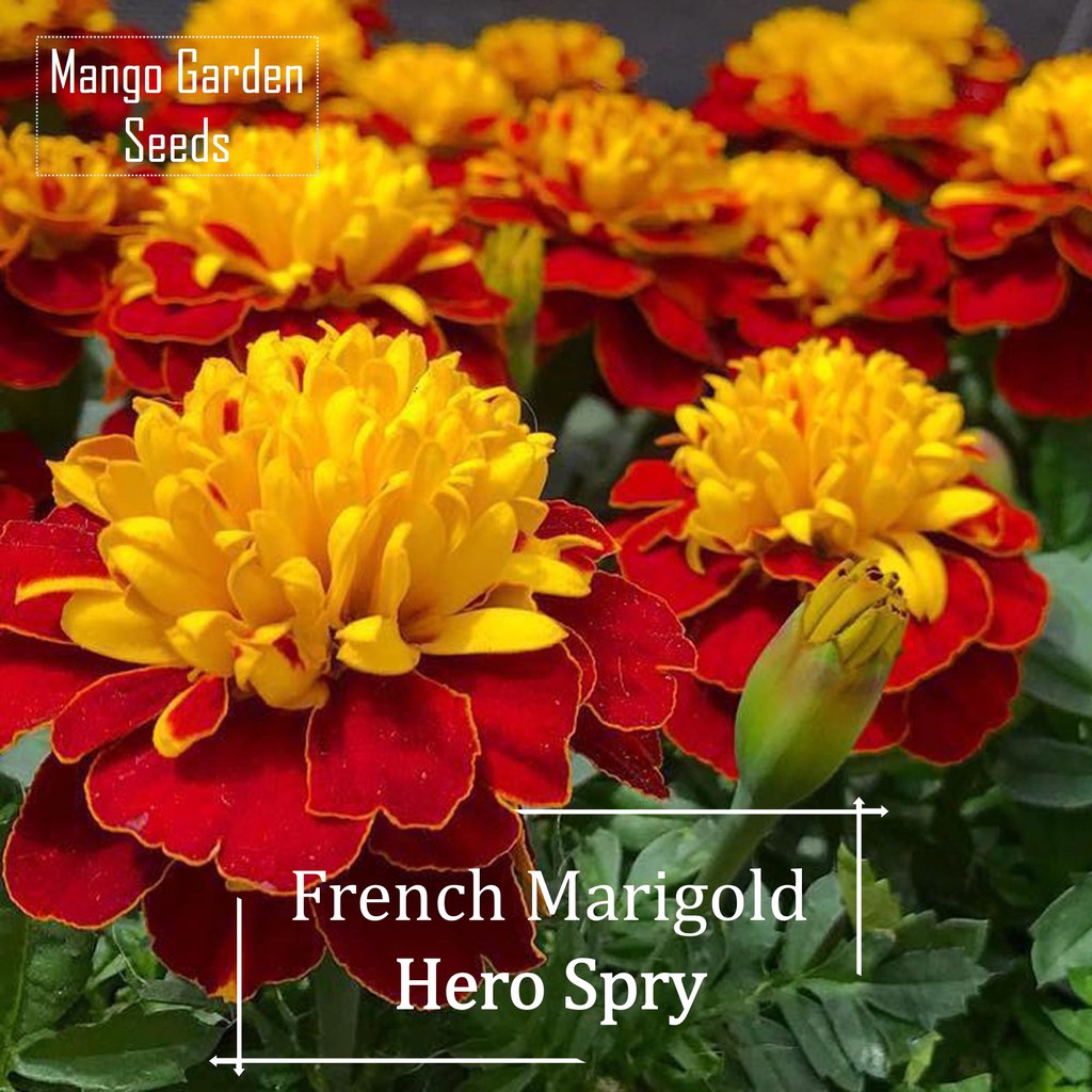 *Rare* Double French Marigold Hero Spry Flower Seeds - 30 Seed *Pot Friendly* Tanam Pasu, Benih ...