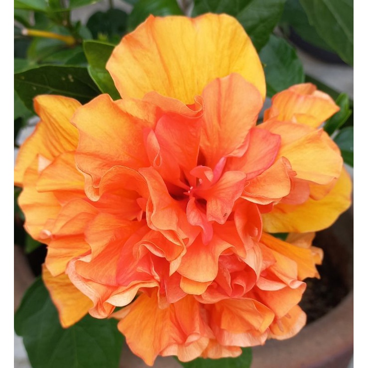 Pokok Bunga Raya Hybrid - Hibiscus [Live Plant] | Shopee Malaysia