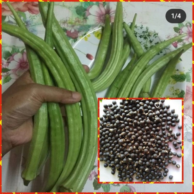 40+ pcs biji benih bendi jenis panjang | Shopee Malaysia